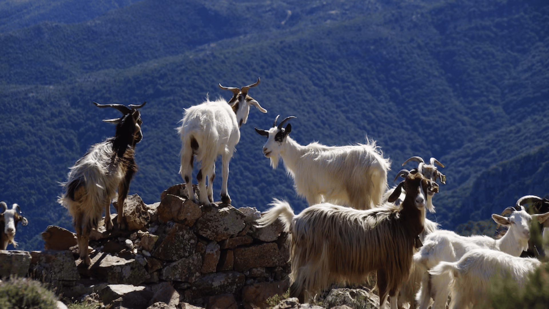 Goats, Inerrancy, and Genesis 30 | River Cities Christian Church